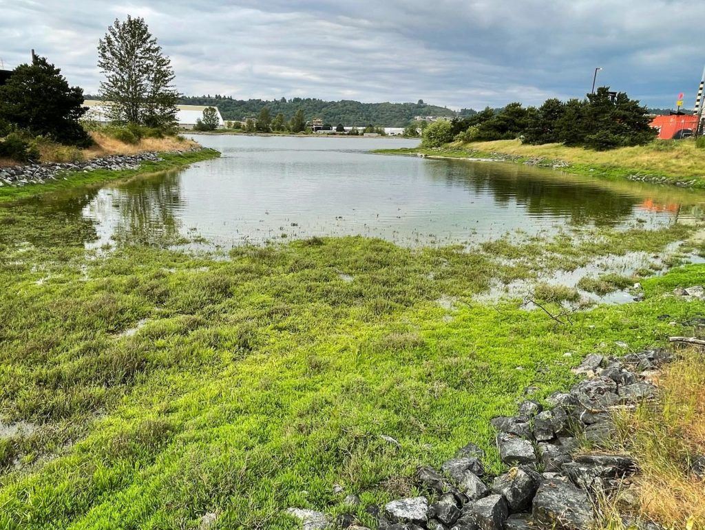 Calendar • qʷiqʷəlut (little salt marsh) Work Party